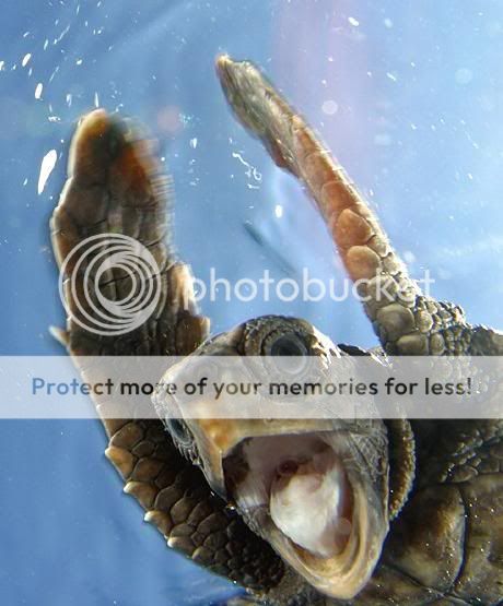 FARK.com: (6380042) AP Headline FAIL: "Vietnam releases scared turtle ...