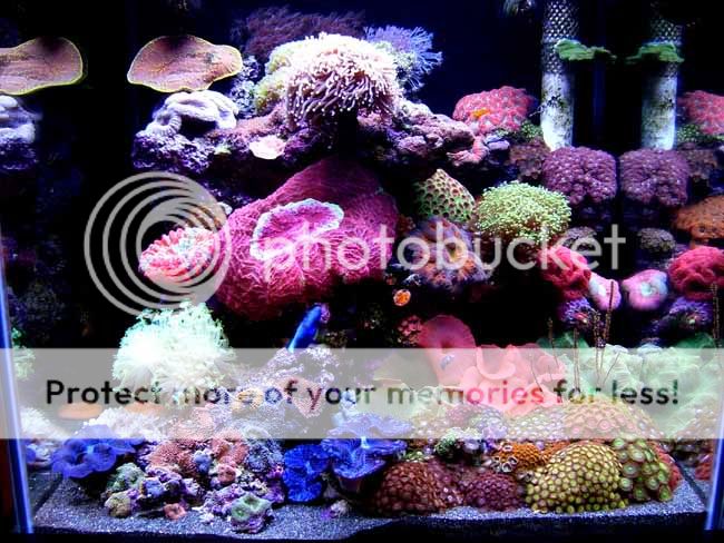 I would like to see a big bad a$$ LPS tank - Reef Central Online Community