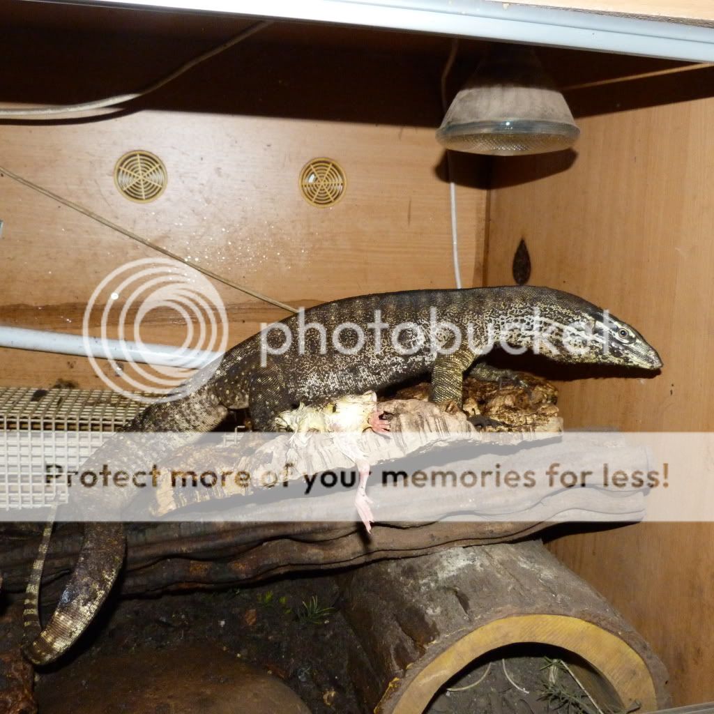 Monitors & Tegu's | Page 2311 | Reptile Forums