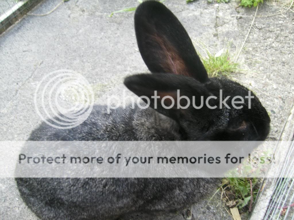 NW England - Two conti-cross rabbits for sale. | Reptile Forums