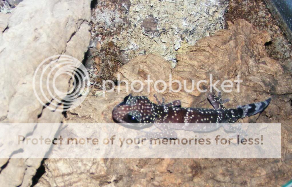 Hamm = 1.1 Paroedura masobe | Gecko Forums